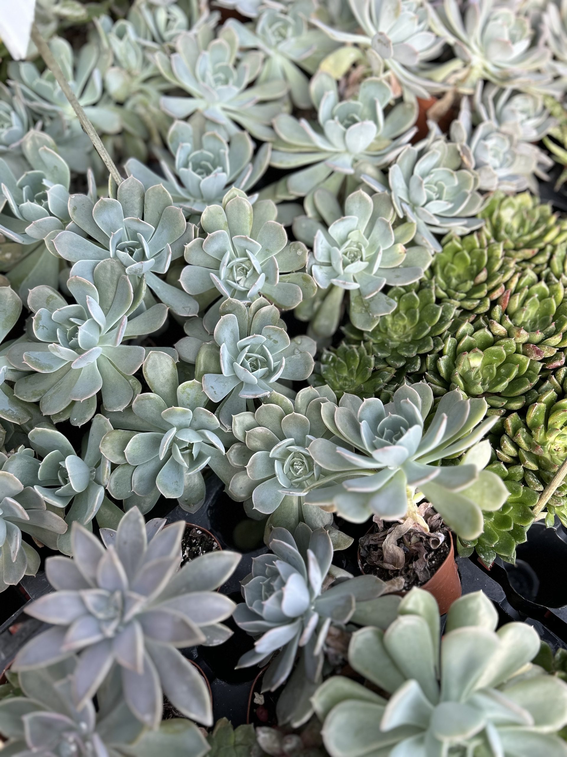 Garden Center - Mackeyville Greenhouse & Marketplace