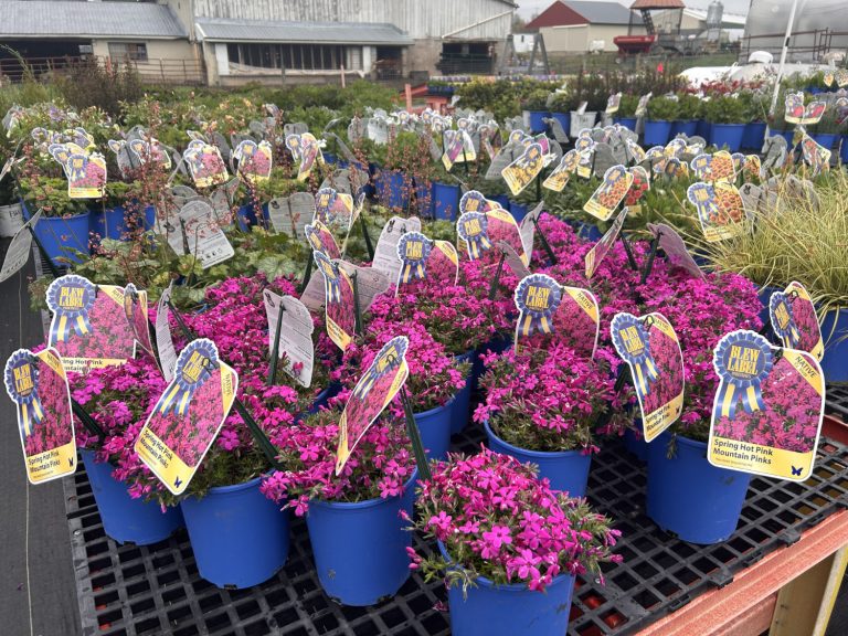 Home - Mackeyville Greenhouse & Marketplace