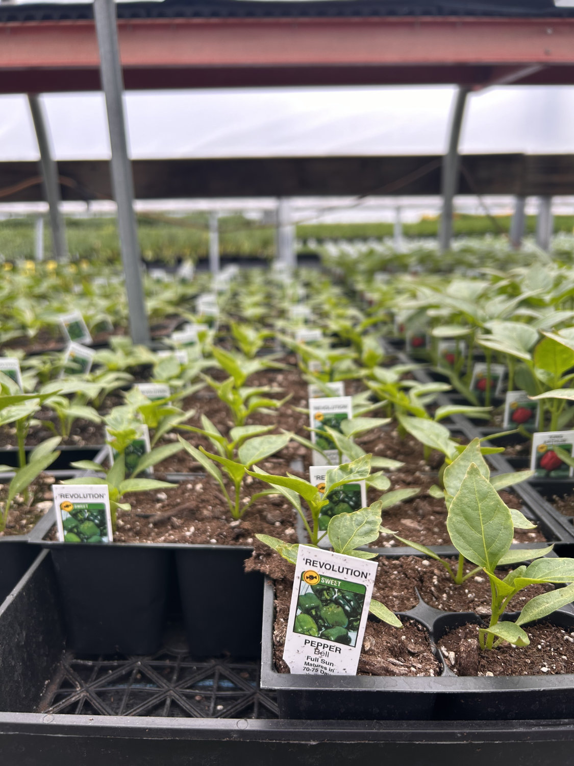 Home - Mackeyville Greenhouse & Marketplace