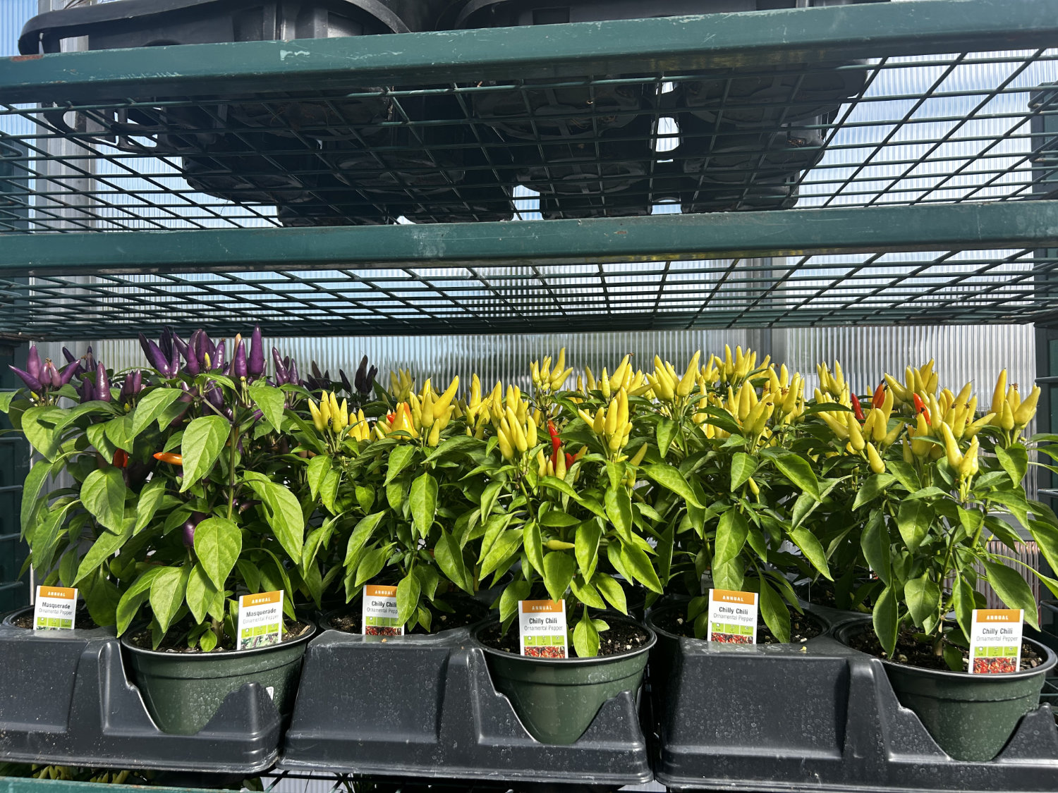 Home - Mackeyville Greenhouse & Marketplace