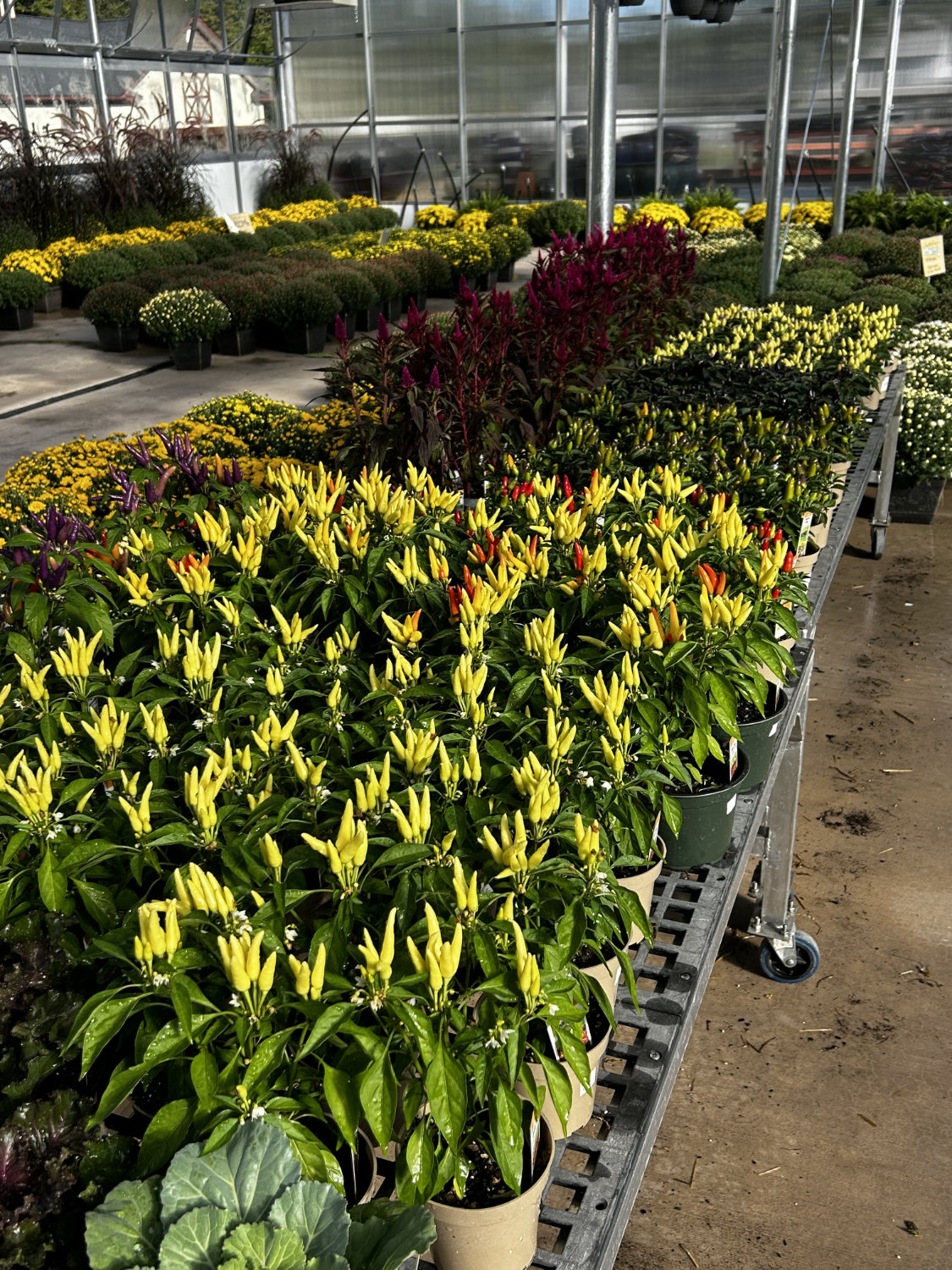 Home - Mackeyville Greenhouse & Marketplace